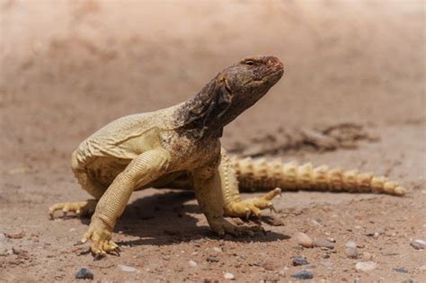 How To Identify Uromastyx Aegyptia Forskal 1775 Species Id Guide