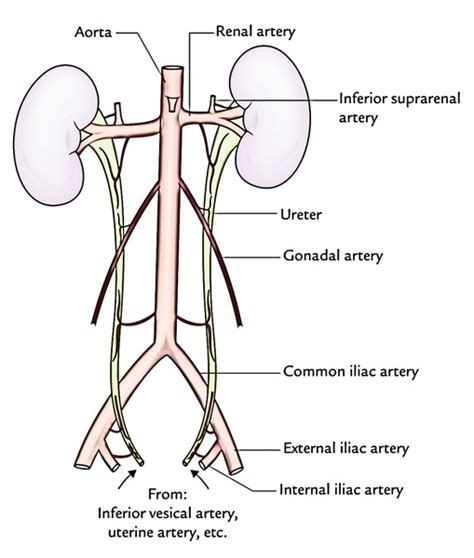 Pelvic Ureter Anatomy