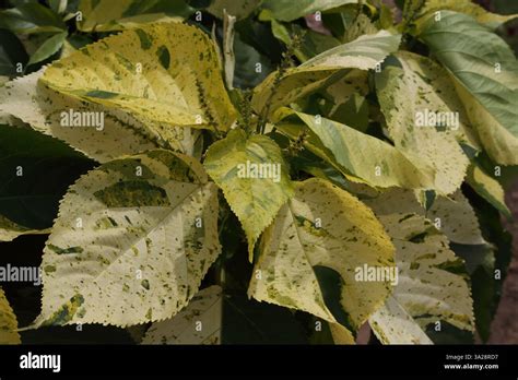 Copperleaf Shrub Acalypha Wilkesiana At Al Alam Palace Gardens Old