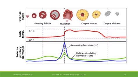 Menstrual Cycle Fertilization And Implantation Pdf
