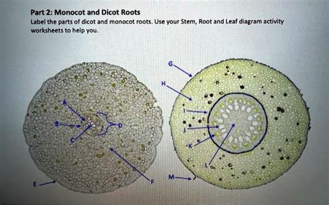 Solved Label The Parts Of The Monocot And Dicot Roots The Choices Are Phloem Cortex