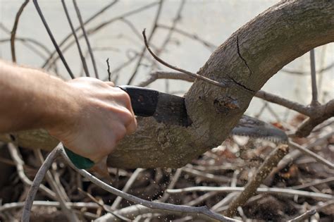 5 Must Have Tree Pruning Tools For Gardening LA Tree Service