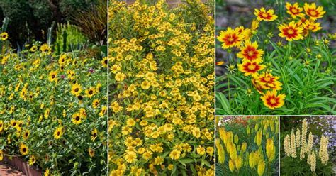 Yellow Flowers For Home Garden