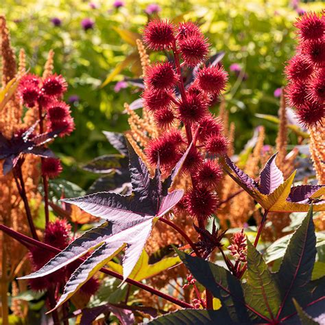 Castor Bean Varieties