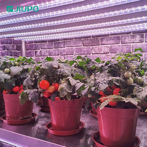 T5 Planting Lighting Tube With Led Lights Fpl018 T5 1200