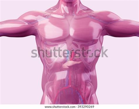 Glass Anatomy Human Anatomy See Through ภาพประกอบสตอก 393290269 Shutterstock