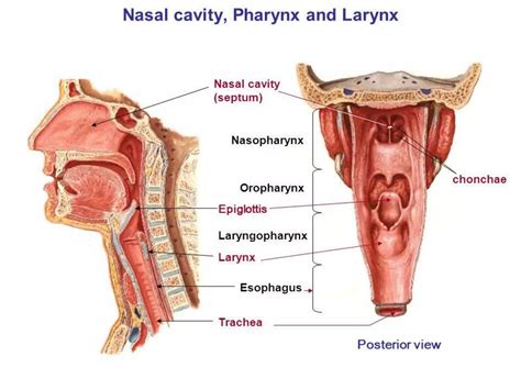 Anatomy Of Pharynx And Larynx Pptx