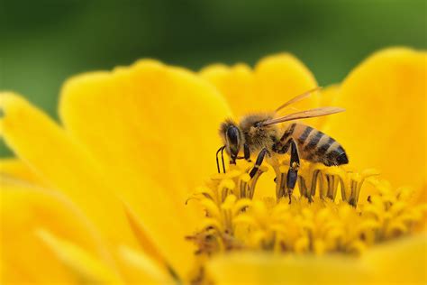 Download Animal Bee 4k Ultra Hd Wallpaper