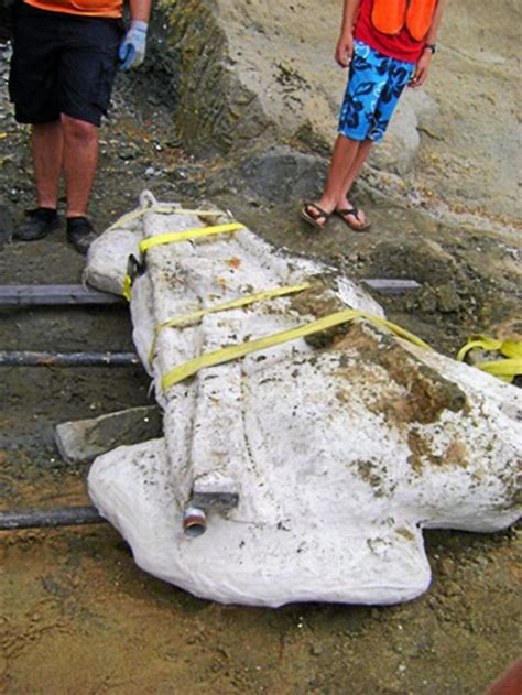 Ancient Whale Emerges Bone By Bone Along Potomac River The Mercury