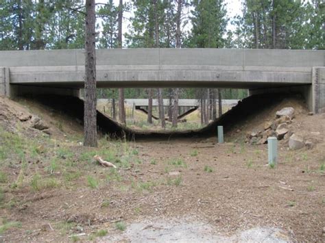 Strategy Spotlight U S 97 Wildlife Crossing State Wildlife Action Plan