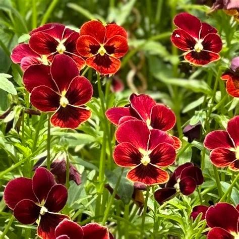Viola Arkwright Ruby Seeds Hollyhock Hill