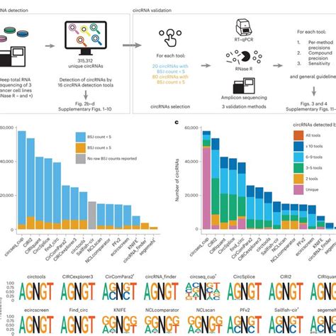 CircRNA Detection Tools Predict A Wide Variety Of CircRNAs A This Download Scientific Diagram