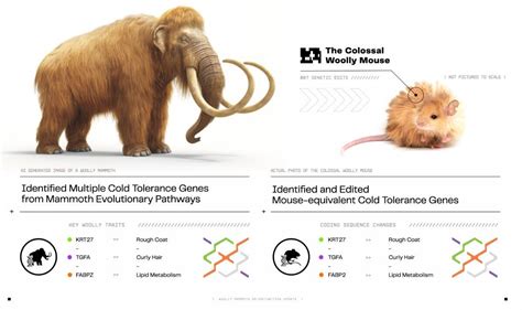 ‘im Trying To Bring Woolly Mammoths Back It Starts With Mice Science News Uk