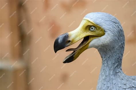 Premium Photo Life Size Reconstruction Of The Extinct Dodo Bird