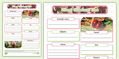 Sweet Chestnut Tree Fact File Template Teacher Made