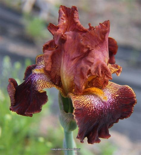 Border Bearded Iris Iris Oasis Root Beer In The Irises Database
