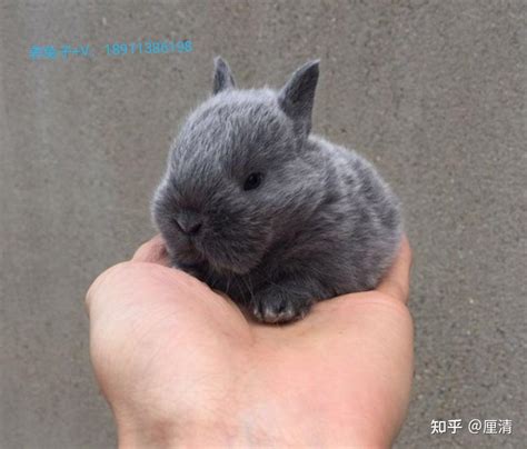 侏儒兔能长多大 知乎