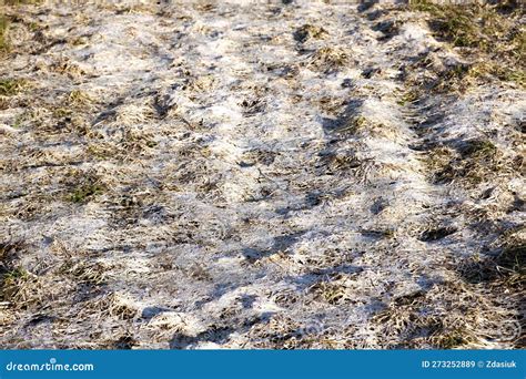 Old Dry And Rotting Grass After Winter Snow Lawn Needs In Aeration And