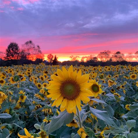 Libbys Pumpkin Patch Albany Oh