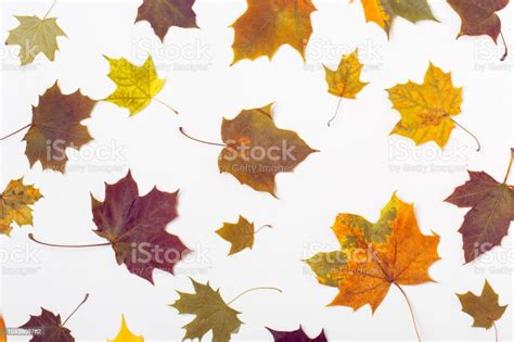 가 단풍에 고립 된 흰색 배경 가 단풍 배경 가 구성입니다 가 만든 프레임에 화이트 나뭇잎 0명에 대한 스톡 사진 및 기타 이미지 Istock