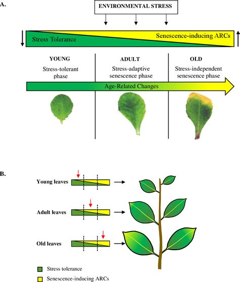 Figure 11 From Stress Adaptation And Ageing Is Controlled By Senescence Inducing Age Related