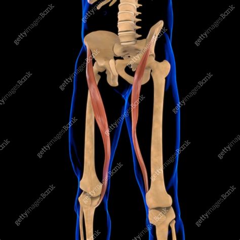 Sartorius Muscle Anatomy For Medical Concept 3d Illustration 이미지