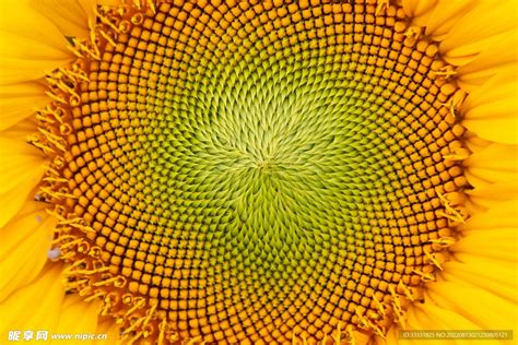 向日葵摄影图 花草 生物世界 摄影图库 昵图网