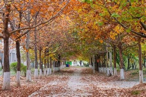 常见的10种行道树盘点 知乎