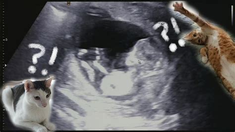 집사가 임신했다 😐 고양이 브이로그 Youtube