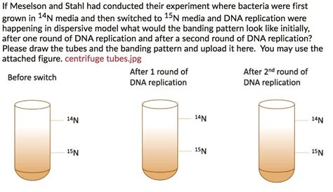 Solved If Meselson And Stahl Had Conducted Their Experiment Where