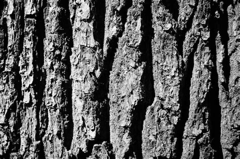 Premium Photo Black And White Tree Bark Texture Background