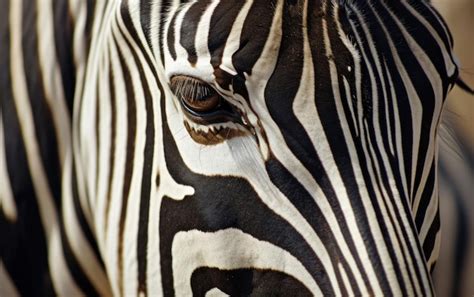 Premium Photo Close Up Shot Of A Zebra Displaying A Unique Pattern Of Stripes