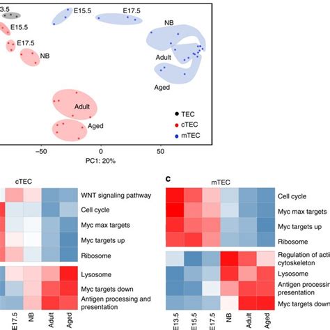 4 Overview Of Thymic T Cell Development The Individual Stages Of T Download Scientific