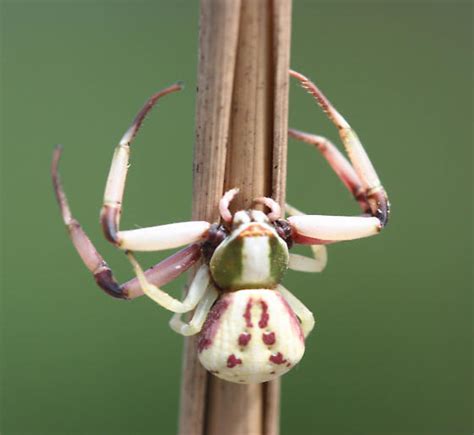 White Banded Crab Spider Misumenoides Formosipes Bugguidenet