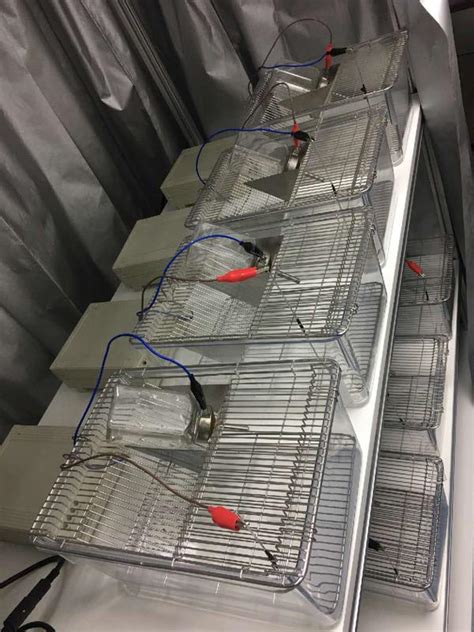 欣软行为学：小鼠lickometer舔舐行为学实验方法讲解 知乎