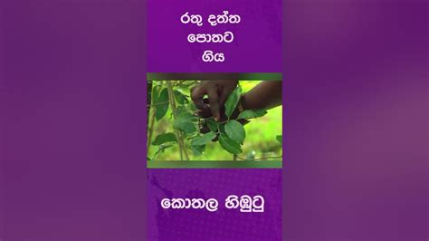කොතල හිඹුටු රතු දත්ත පොතට ගිය Youtube