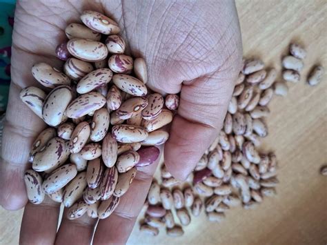Rajma Chitra Packaging Size 30 Kg At ₹ 110 Kg In Indore Id