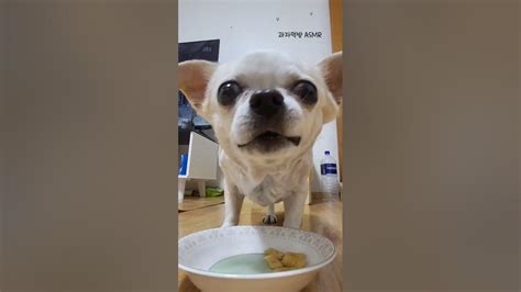 강아지 과자먹방 Asmr Youtube