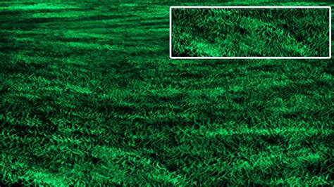 Adobe Illustrator Grass Field Tutorial Youtube