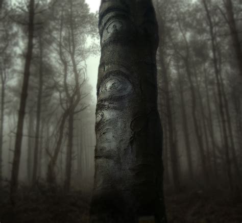 배경 화면 2167x2000 Px 너도밤 나무 어두운 숲 목재 2167x2000 Wallbase 1426027 배경 화면 Wallhere