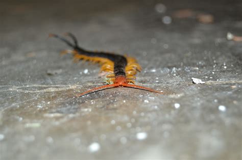 Pet Post Red Headed Centipede