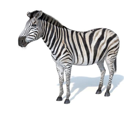 Zebra Free 3d Model 3ds Obj Max Lwo Mtl Sldprt Free3d