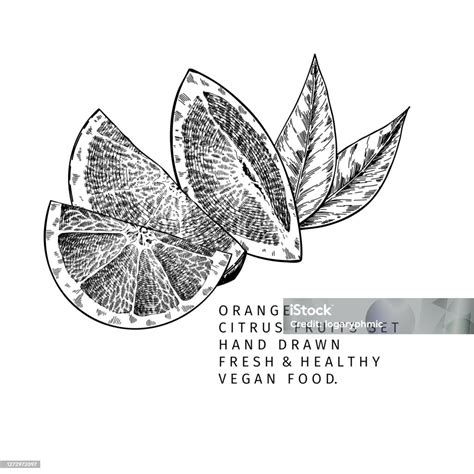 손으로 그린 오렌지 과일과 잎 새겨진 벡터 그림입니다 달콤한 감귤류 이국적인 식물 여름 수확 잼 또는 마멀레이드 채식주의 자