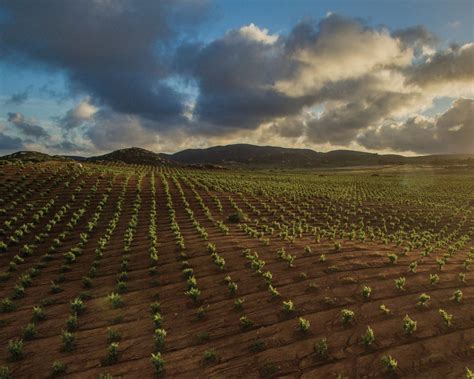 Valle De Guadalupe Mexico Is A Wine And Foodie Wonderland Orange Coast