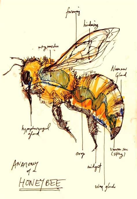 Bee Anatomy 2 Bee Bee Keeping Scientific Drawing