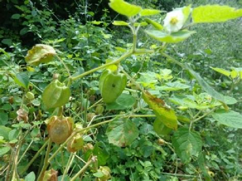 Taxonomy Browser Physalis Angulata Species Physalis Taxonomy Taxon