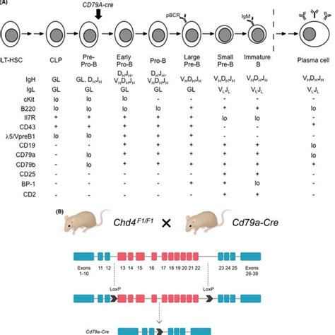 Major Stages Of B Cell Development Download Scientific Diagram