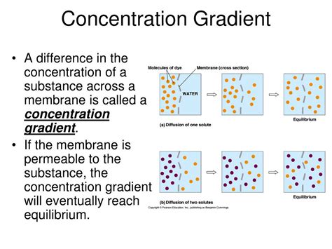 Ppt Cell Terms Prefixes Powerpoint Presentation Free Download