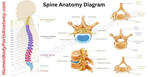 Spine Anatomy Complete Guide With Parts Names And Diagram