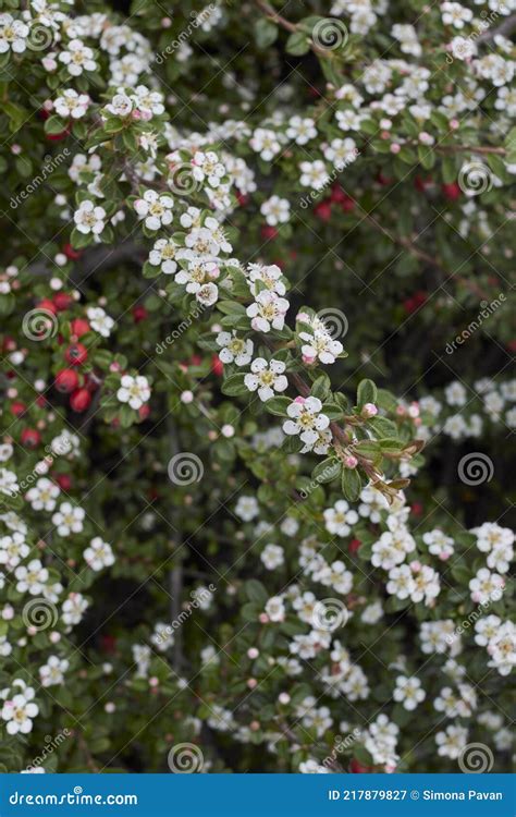 Cotoneaster Microphyllus Low Growing Evergreen Shrub For Landscapes